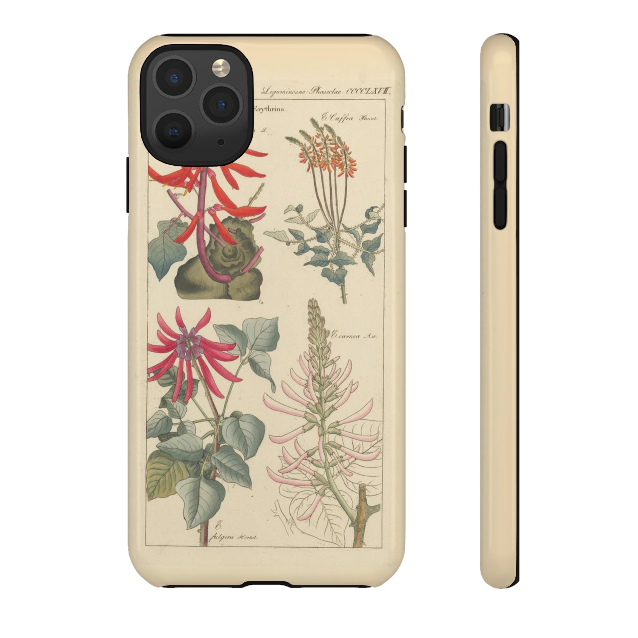 Red Botanicals image on phone case from print by Dietrich c.1880 ...