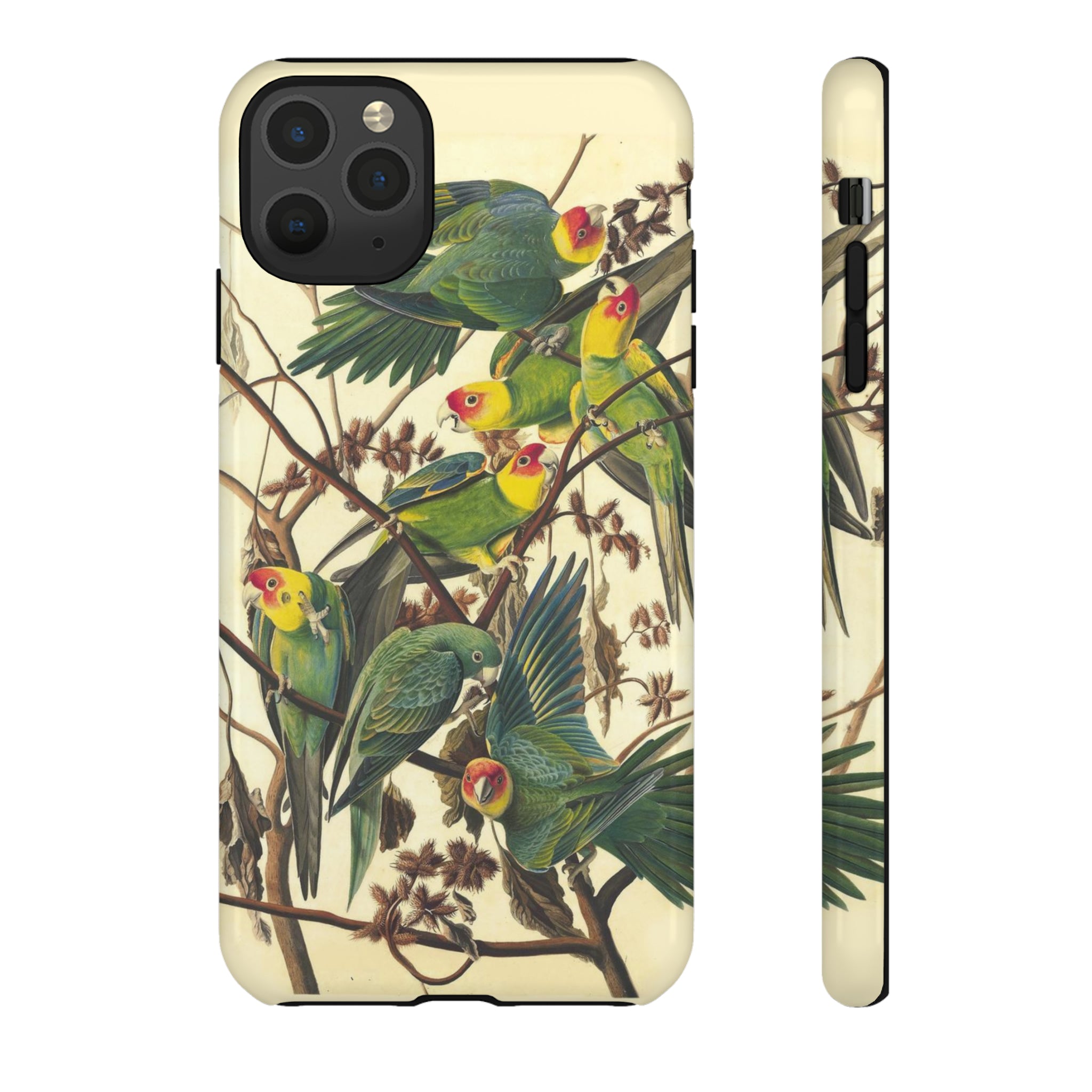 Audubon Carolina Parrot – Lithocase - Inspired by History